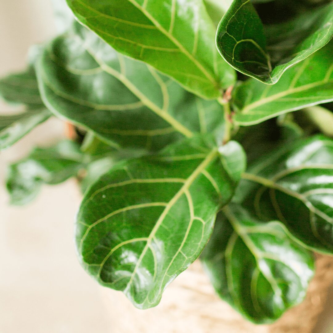 Sick Fiddle Leaf Fig Plant? Take it Outside for a Fast Recovery!