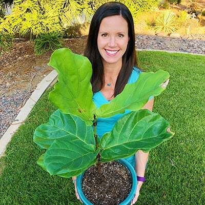 Humor & Fiddle Leaf Fig Trees