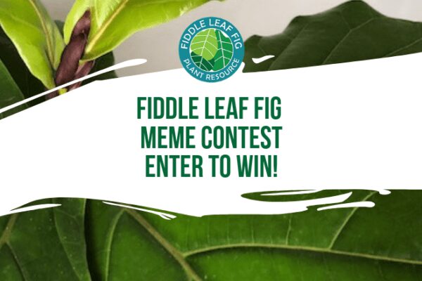 Humor & Fiddle Leaf Fig Trees