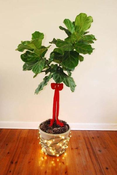 Deck the Halls (And Your Fiddle Leaf Fig Tree!) This Christmas Season