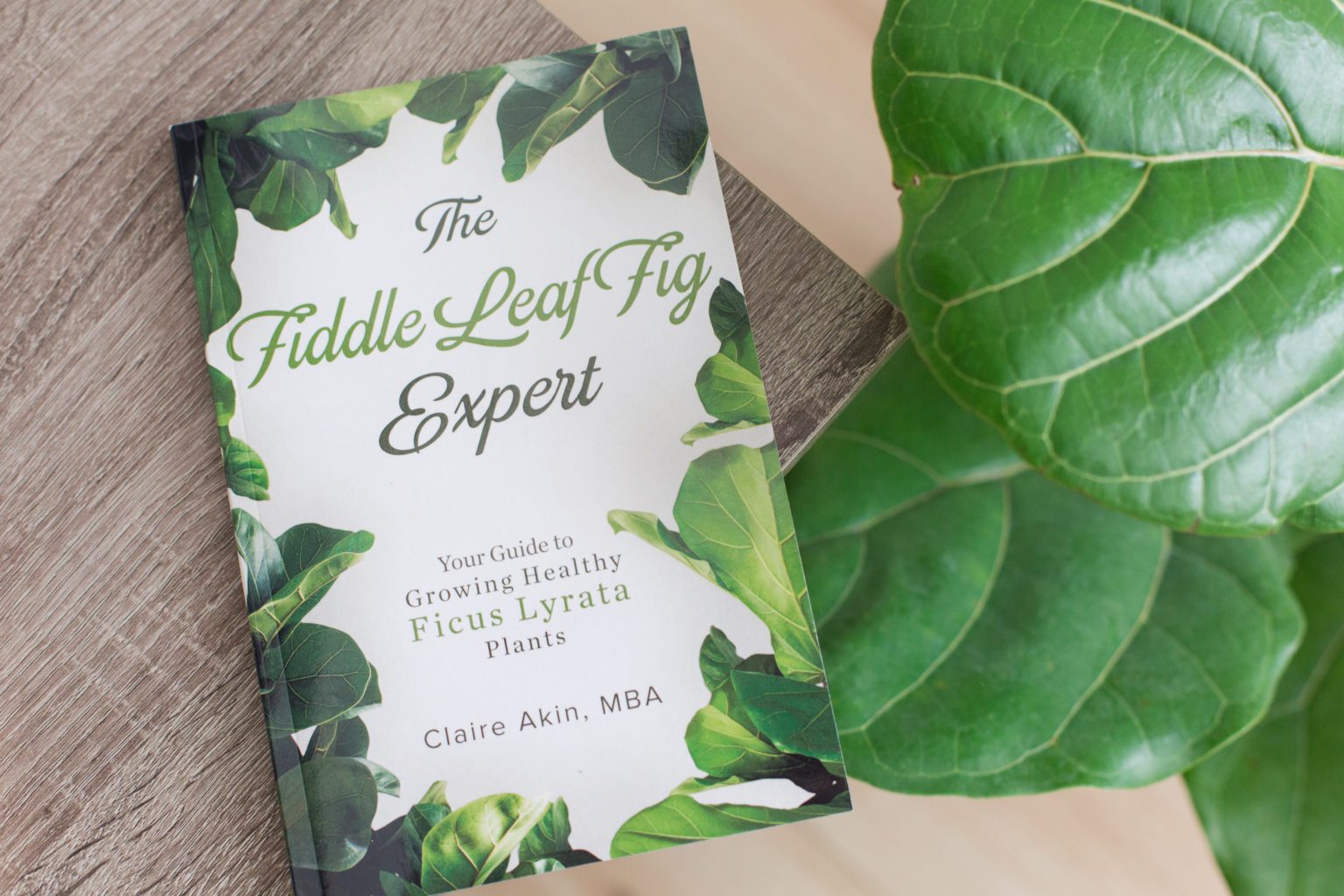 Just Released: The Fiddle Leaf Fig Expert is Available Now! (Buy Now)