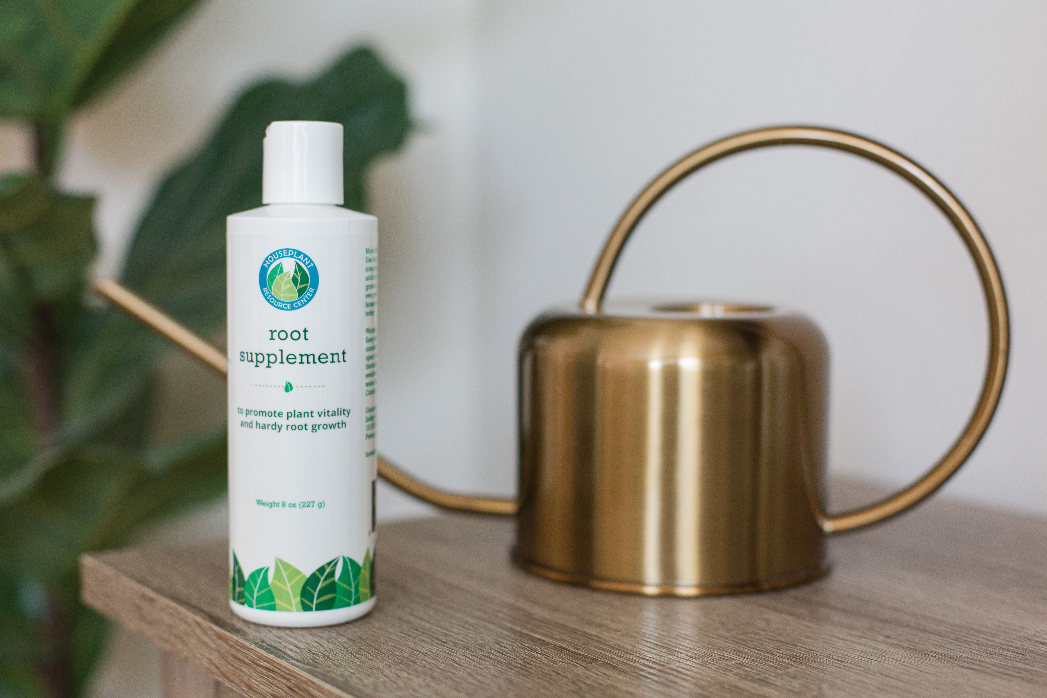 About Our Root Rot Treatment | The Fiddle Leaf Fig Plant Resource