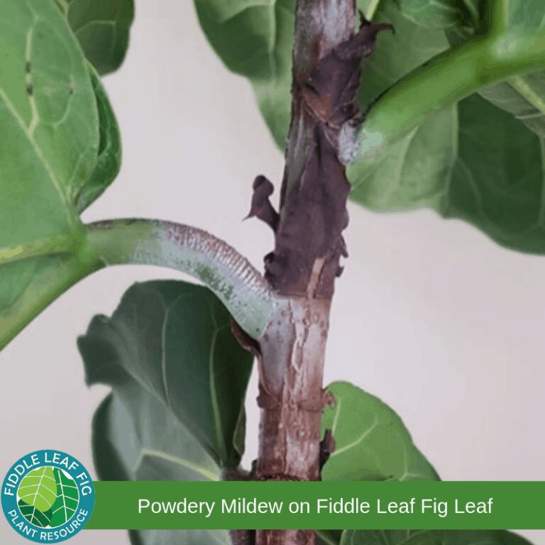 Powdery Mildew on a Fiddle Leaf Fig | How to Treat