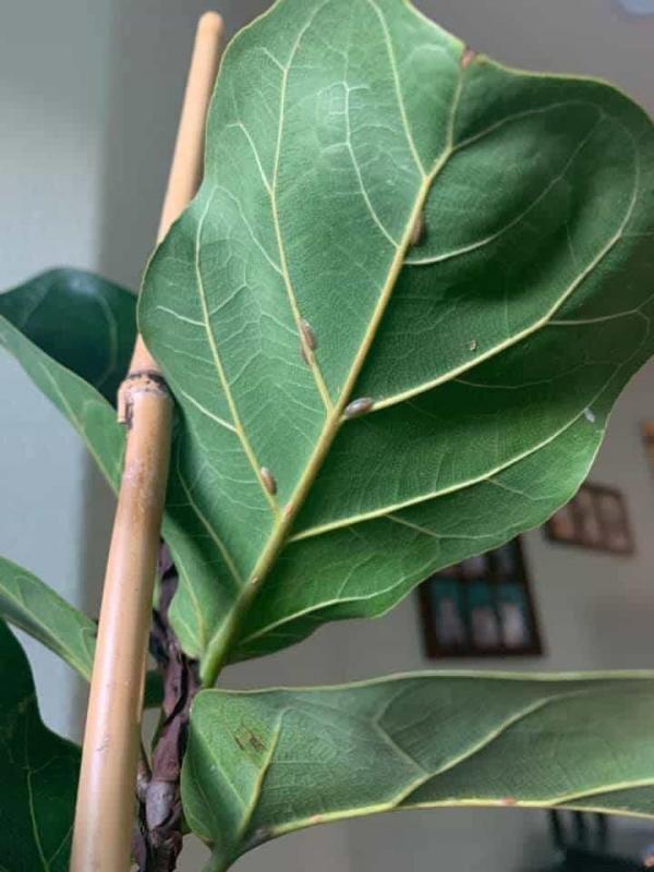 How to Treat Scale on Fiddle Leaf Figs | Plant Resource