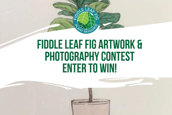 Fiddle Leaf Fig Artwork Contest: Submit and Vote for your Favorite!