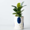 Ultimate Guide to Fiddle Leaf Fig Care | Plant Resource