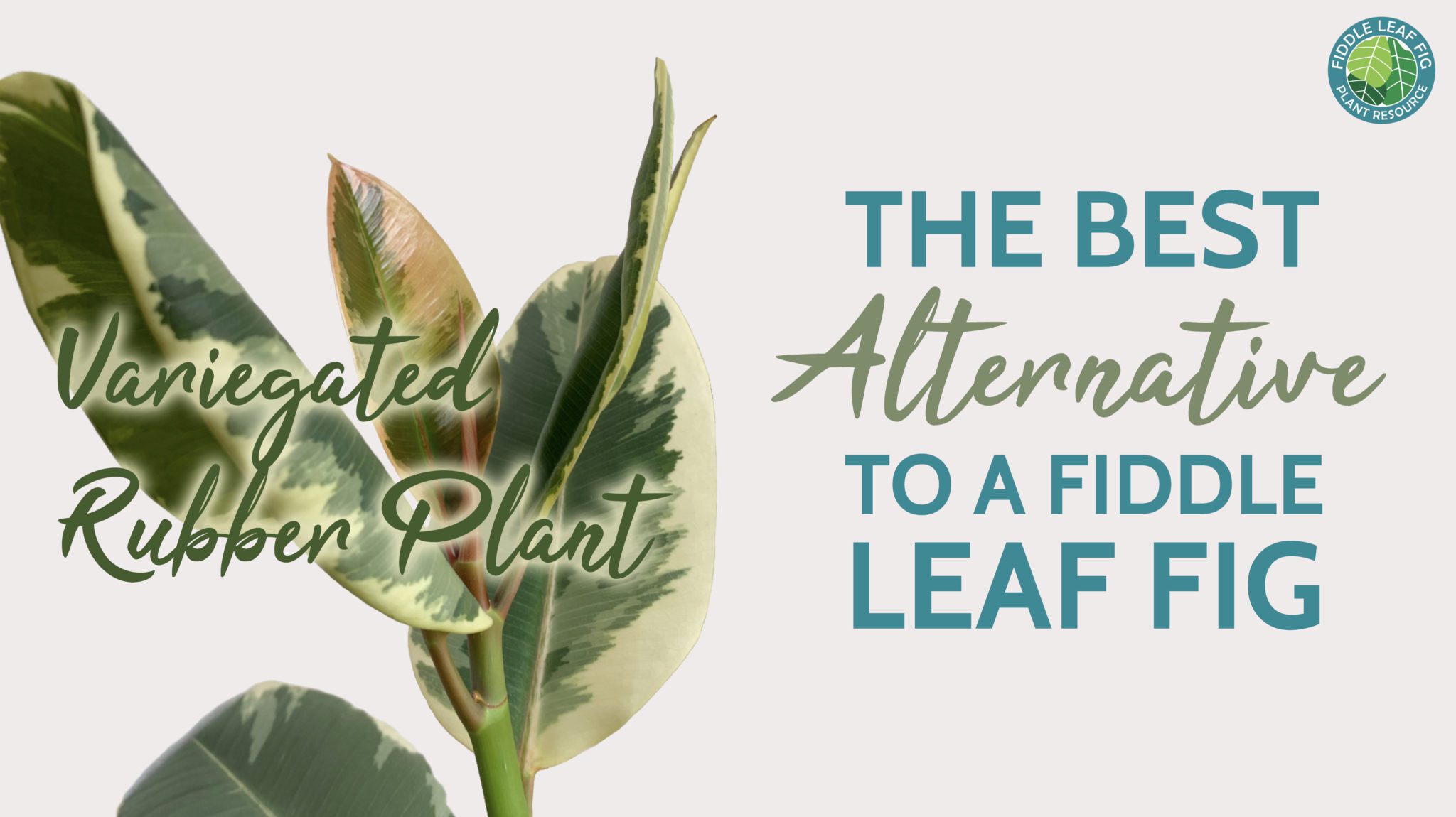 A Fiddle Leaf Fig Lovers Guide To The Variegated Rubber Tree