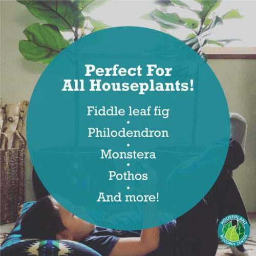 Root Supplement | The Fiddle Leaf Fig Plant Resource