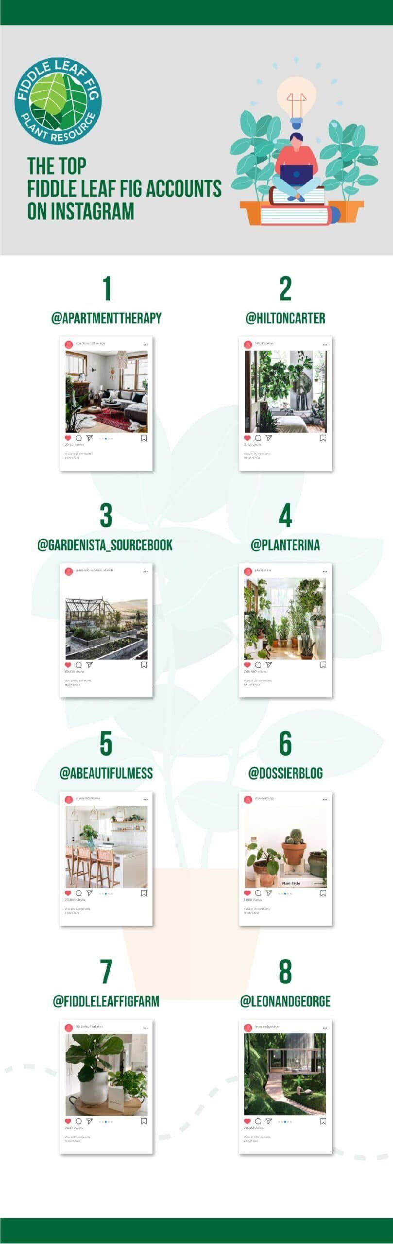 Top Fiddle Leaf Fig Instagram Accounts | Plant Resource