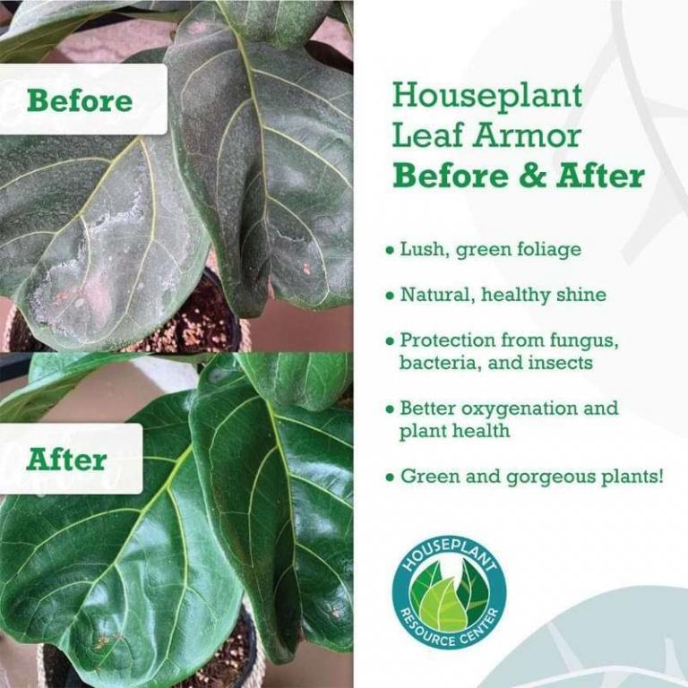 Houseplant Leaf Armor | The Fiddle Leaf Fig Plant Resource