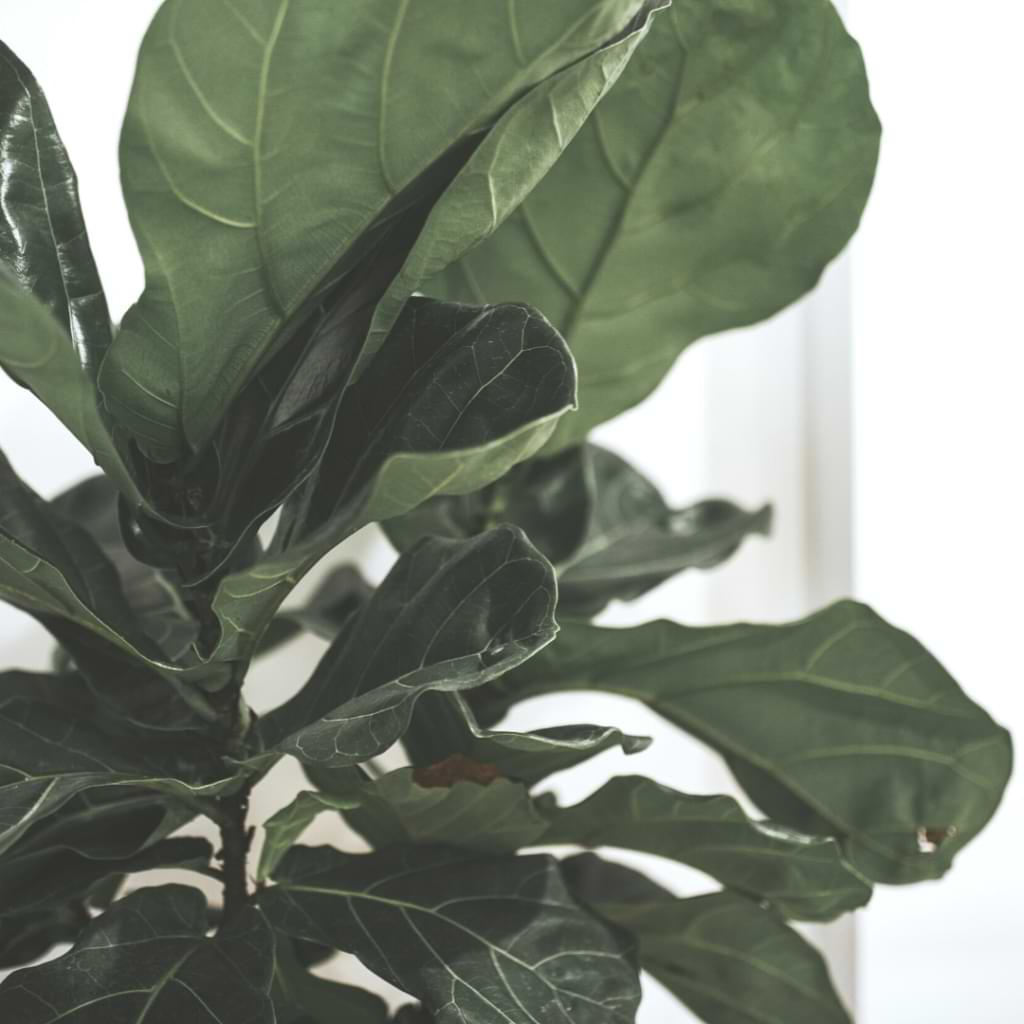 What Is the Best pH for Fiddle Leaf Figs?