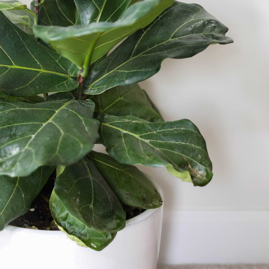 Are Fig Trees Good Indoor Houseplants? | Fiddle Leaf Fig