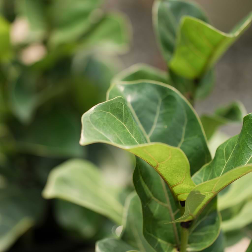 Fiddle Leaf Tree Growing Guide| Ficus Lyrata