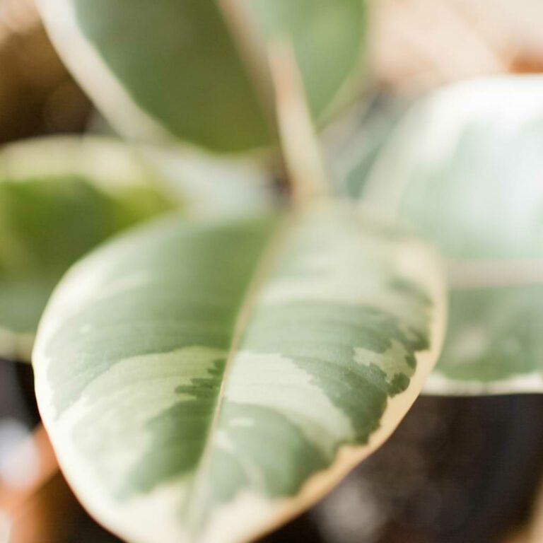Ficus Elastica Tineke Care and Propagation Guide