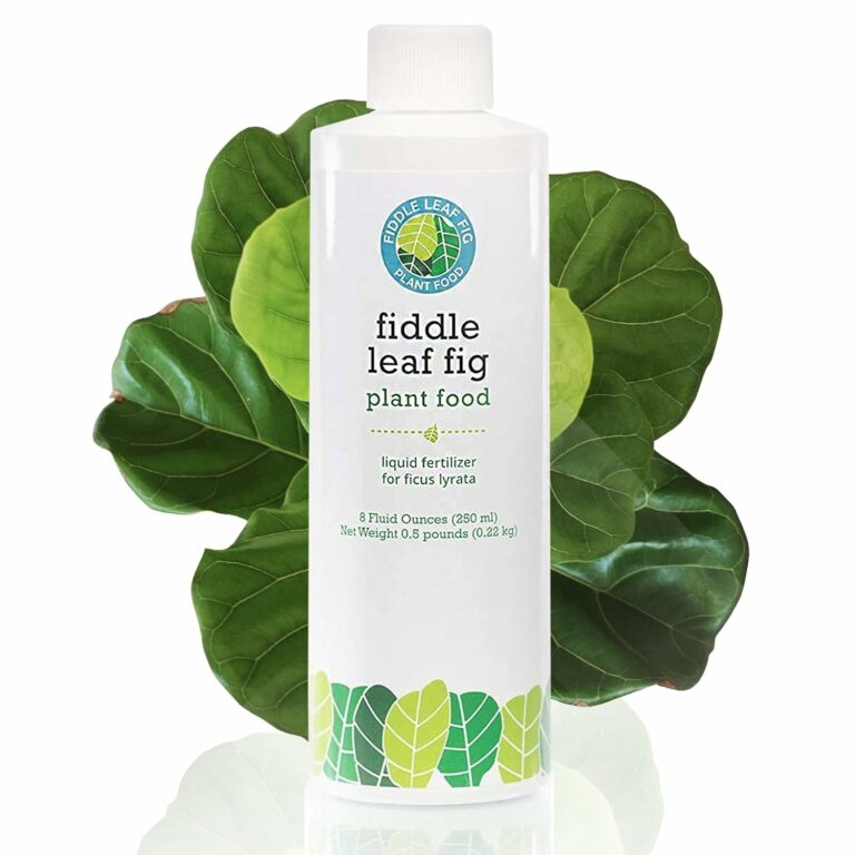 Fiddle Leaf Fig Fertilizer: Make Sure Your Plant Gets the Right Amount