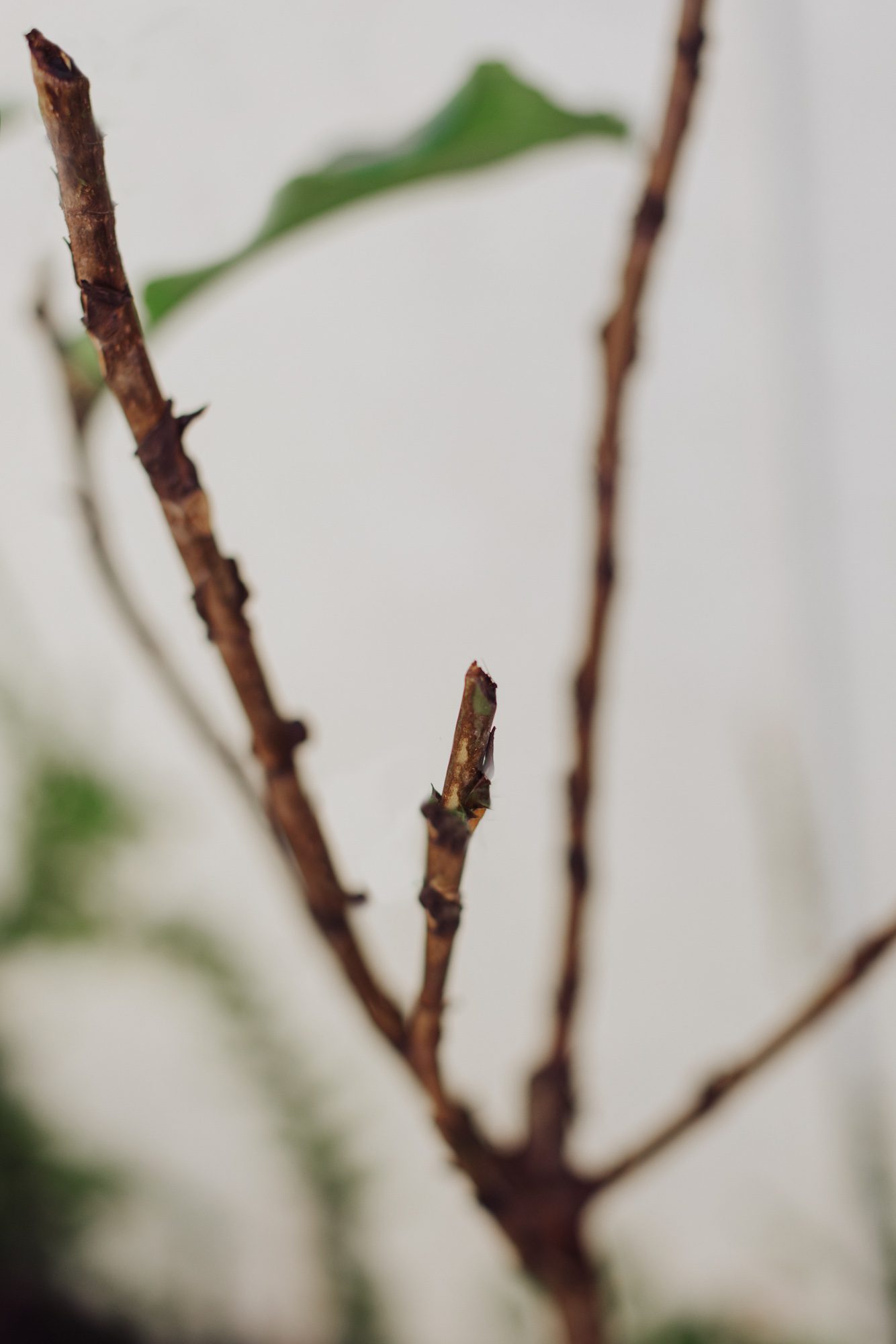 How To Rehab a Sunburned Fiddle Leaf Fig Tree