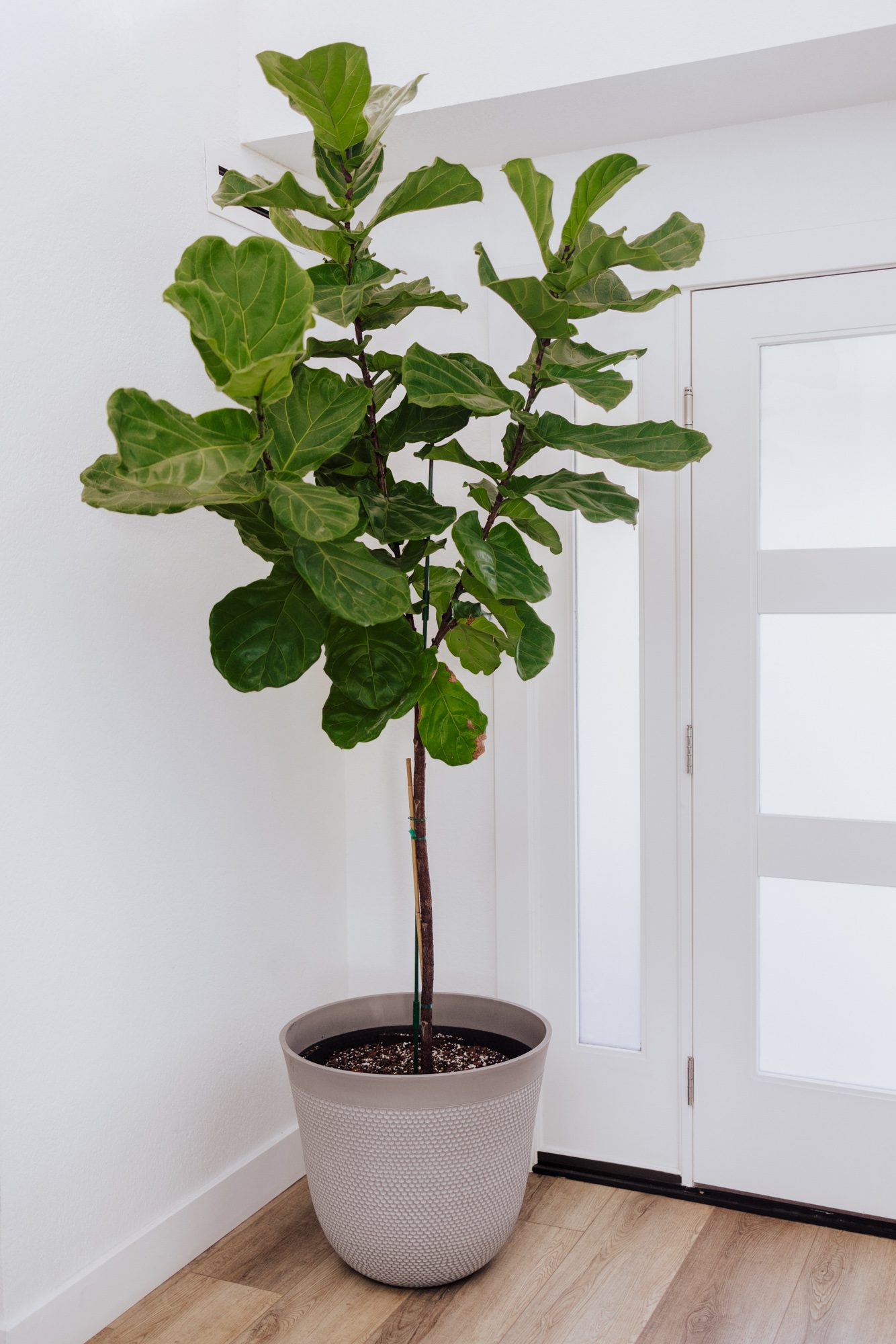 How To Rehab a Sunburned Fiddle Leaf Fig Tree