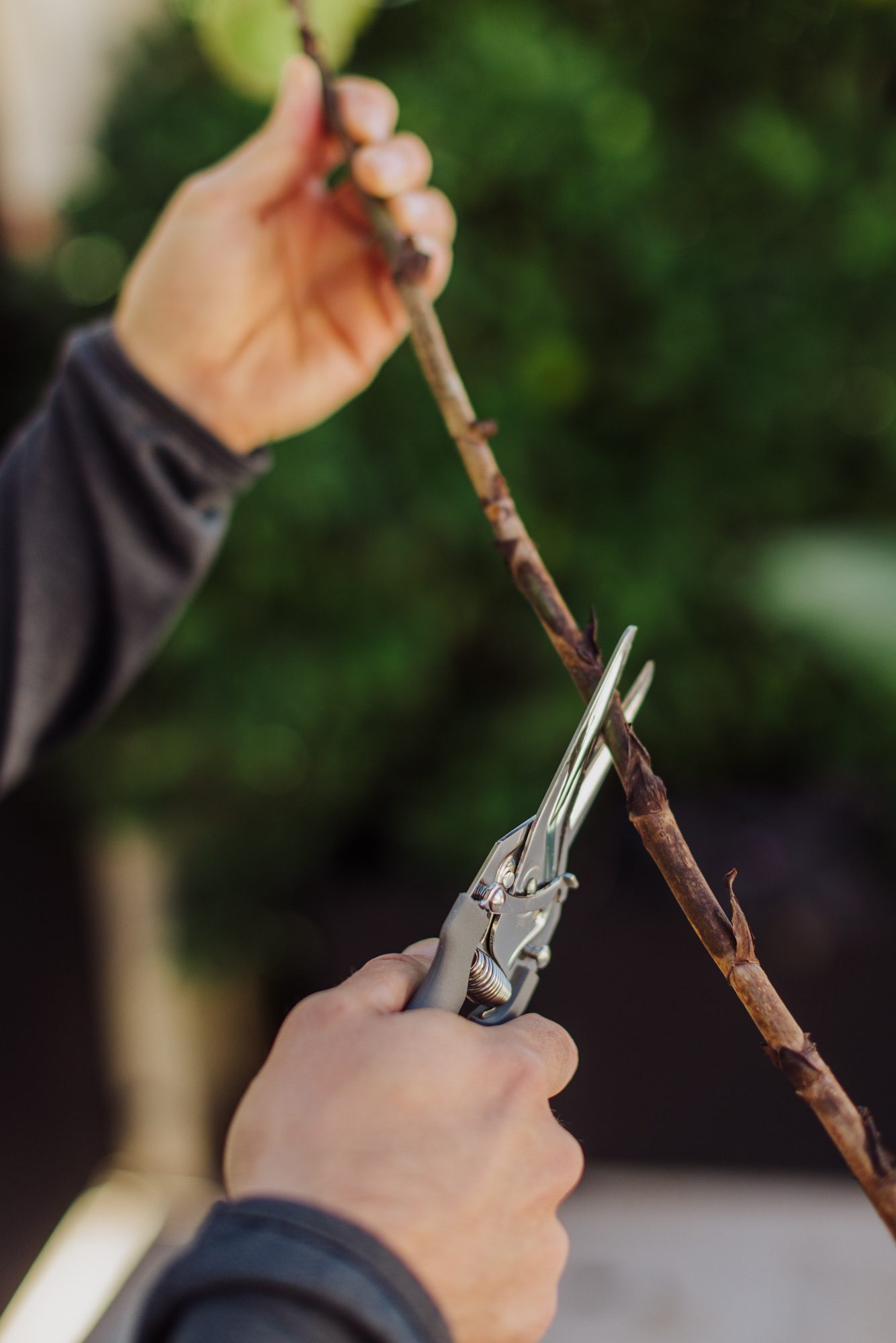 How To Rehab a Sunburned Fiddle Leaf Fig Tree