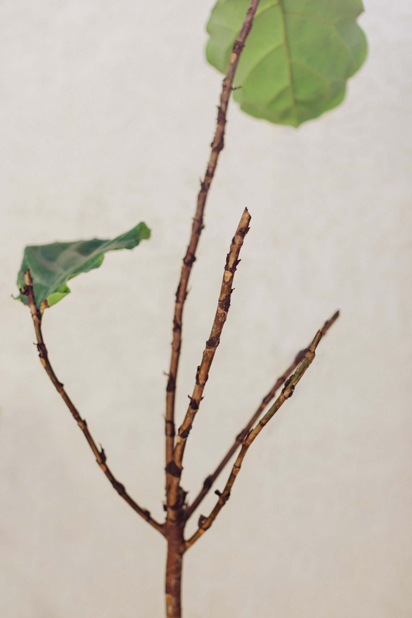 How To Rehab a Sunburned Fiddle Leaf Fig Tree