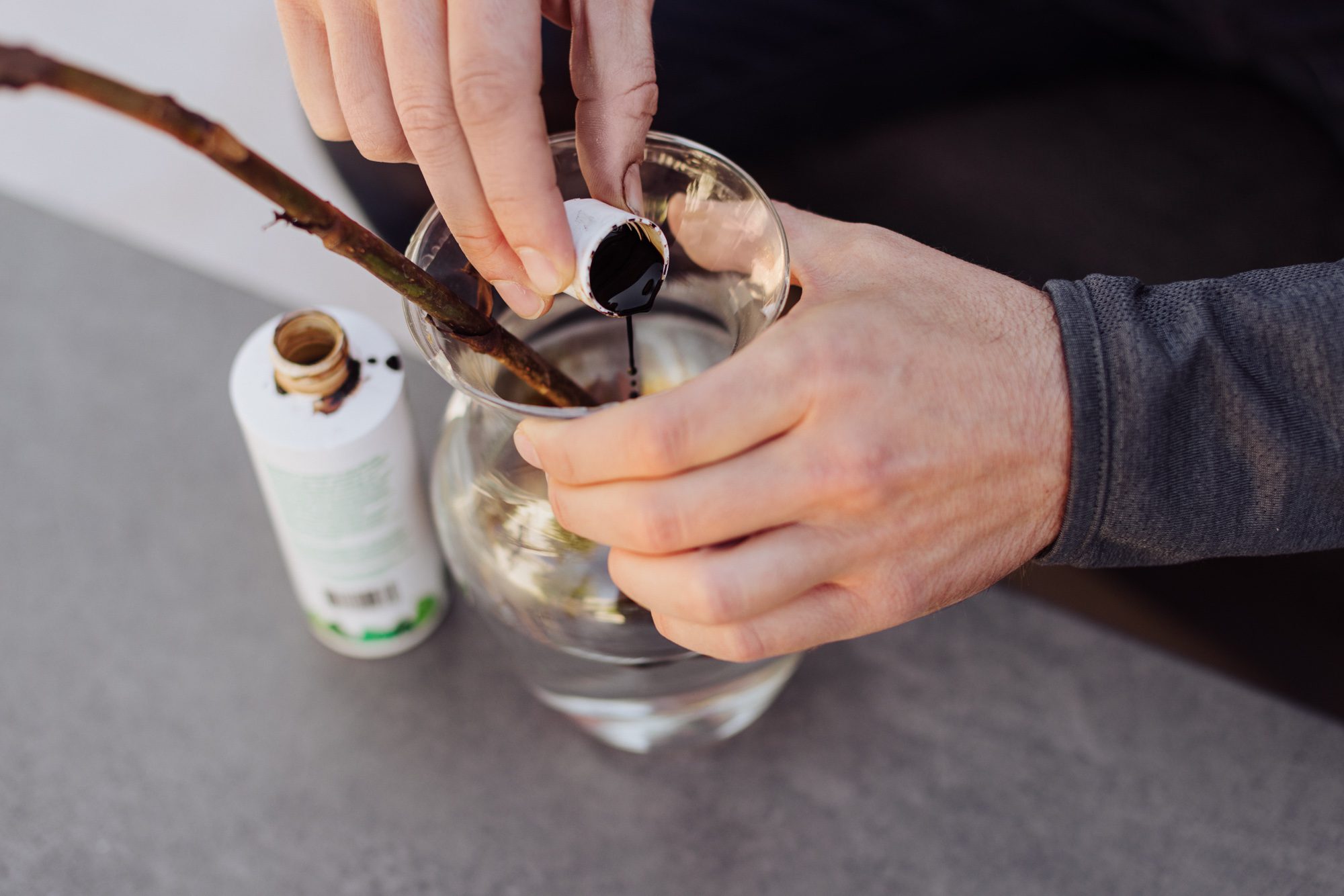 How To Rehab a Sunburned Fiddle Leaf Fig Tree