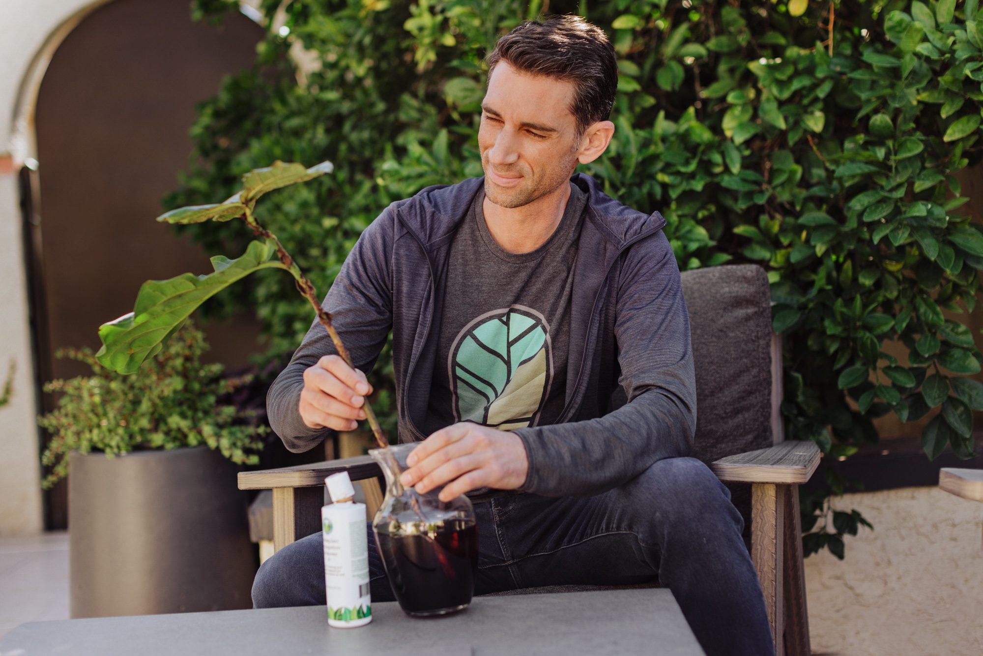 How To Rehab a Sunburned Fiddle Leaf Fig Tree