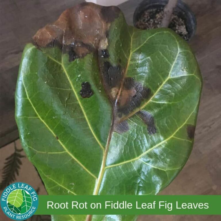 What Causes Brown Spots on Fiddle Leaf Fig Leaves?