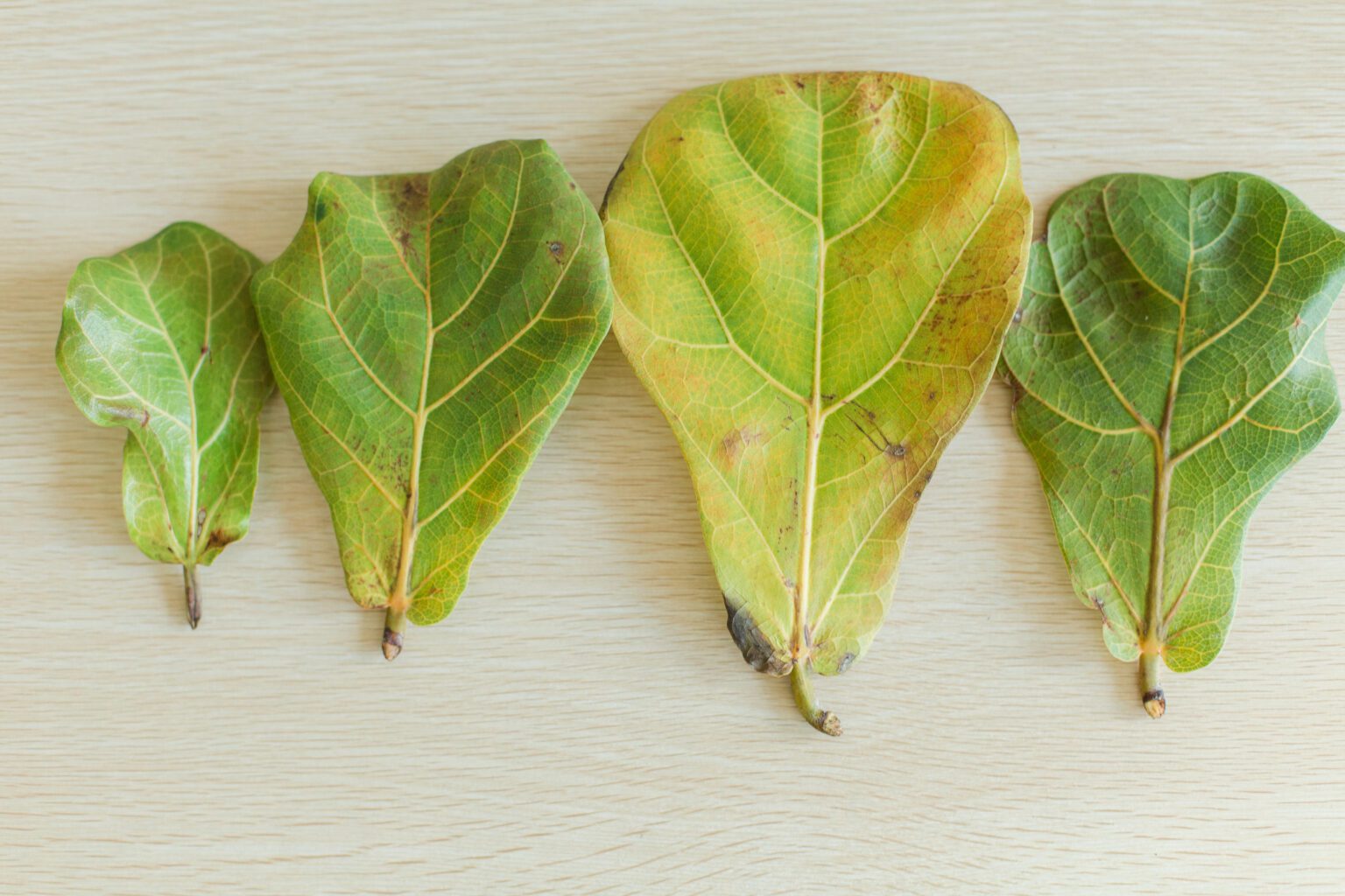 Stop What’s Causing Brown Spots on Fiddle Leaf Fig Leaves Quickly