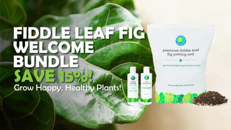 Fiddle Leaf Fig Propagation in 6 Easy Steps (With Pictures)