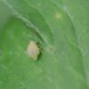 Easily Identify Thrips And Springtails in Fiddle Leaf Fig Plants