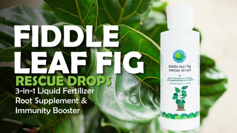 The Complete Guide to Fiddle Leaf Fig Fruit | Plant Resource