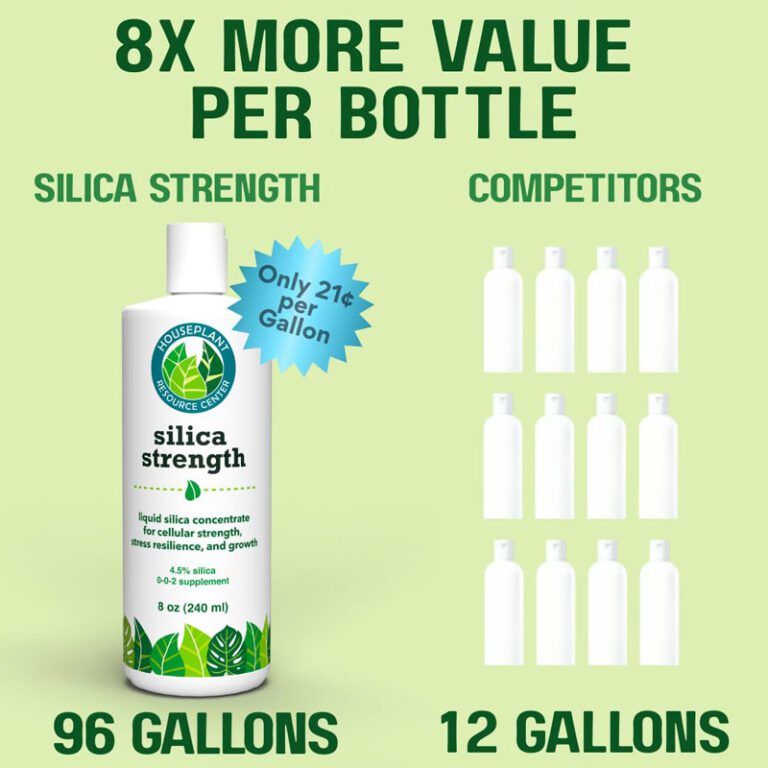 Silica Strength | The Fiddle Leaf Fig Plant Resource